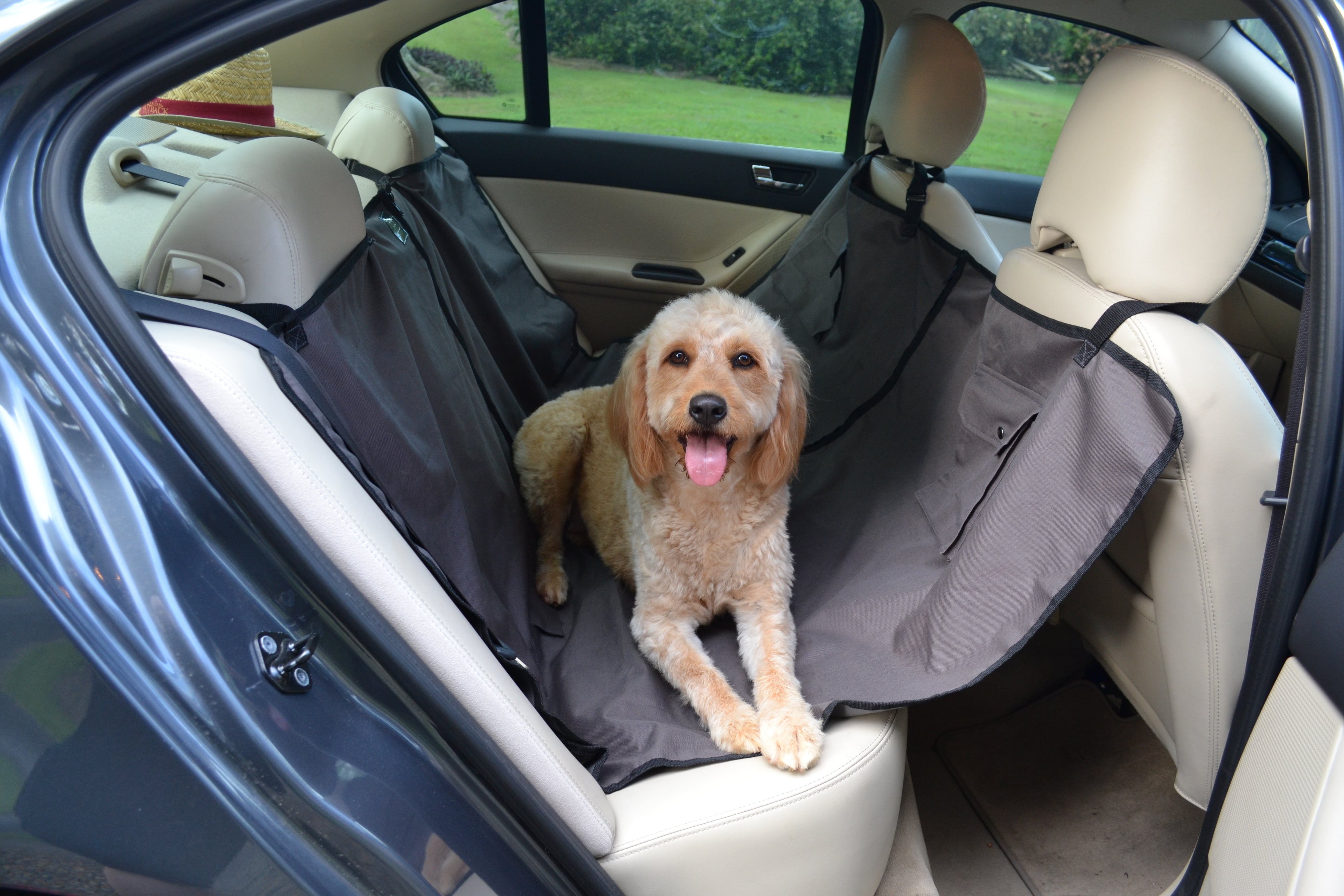 Dog — World 4 Pets