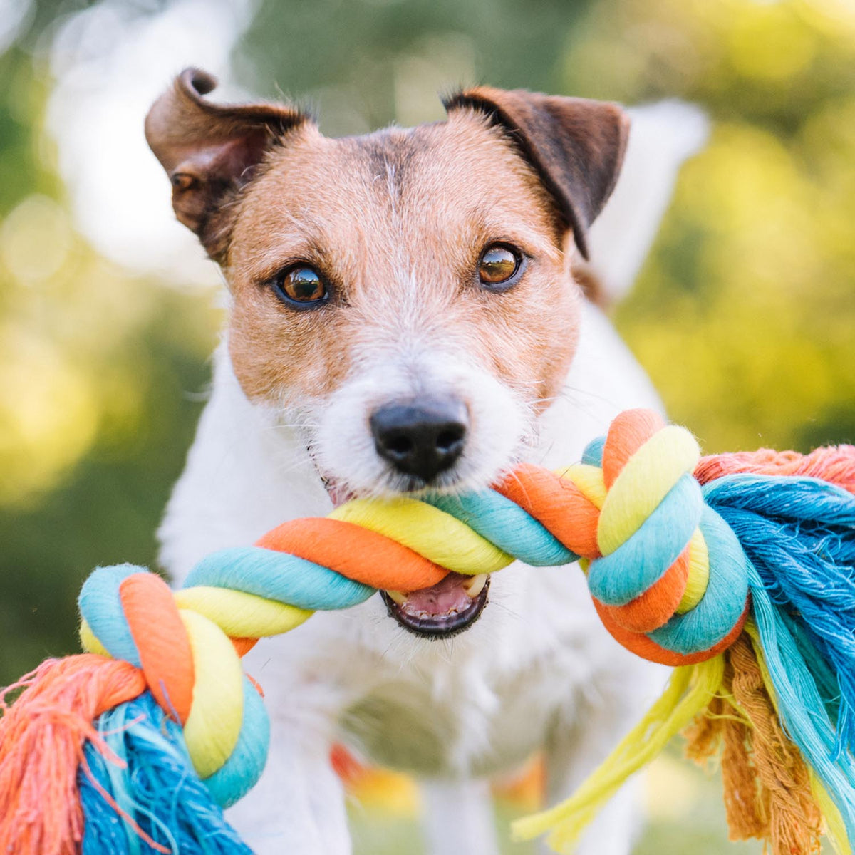 Dog Toys — World 4 Pets