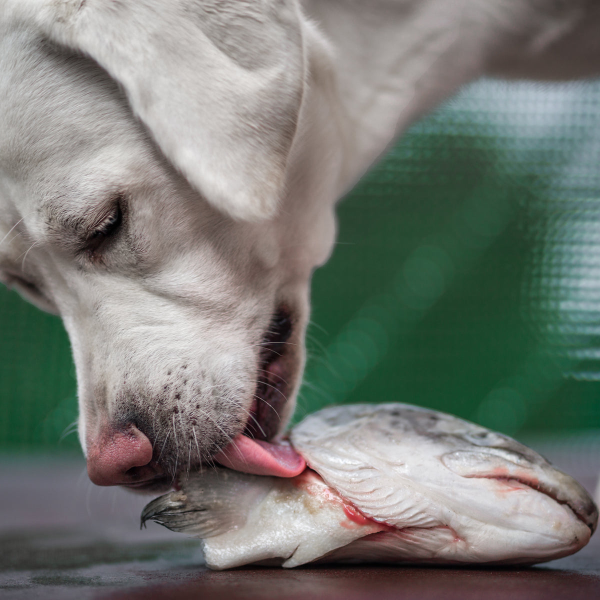 Fish — World 4 Pets