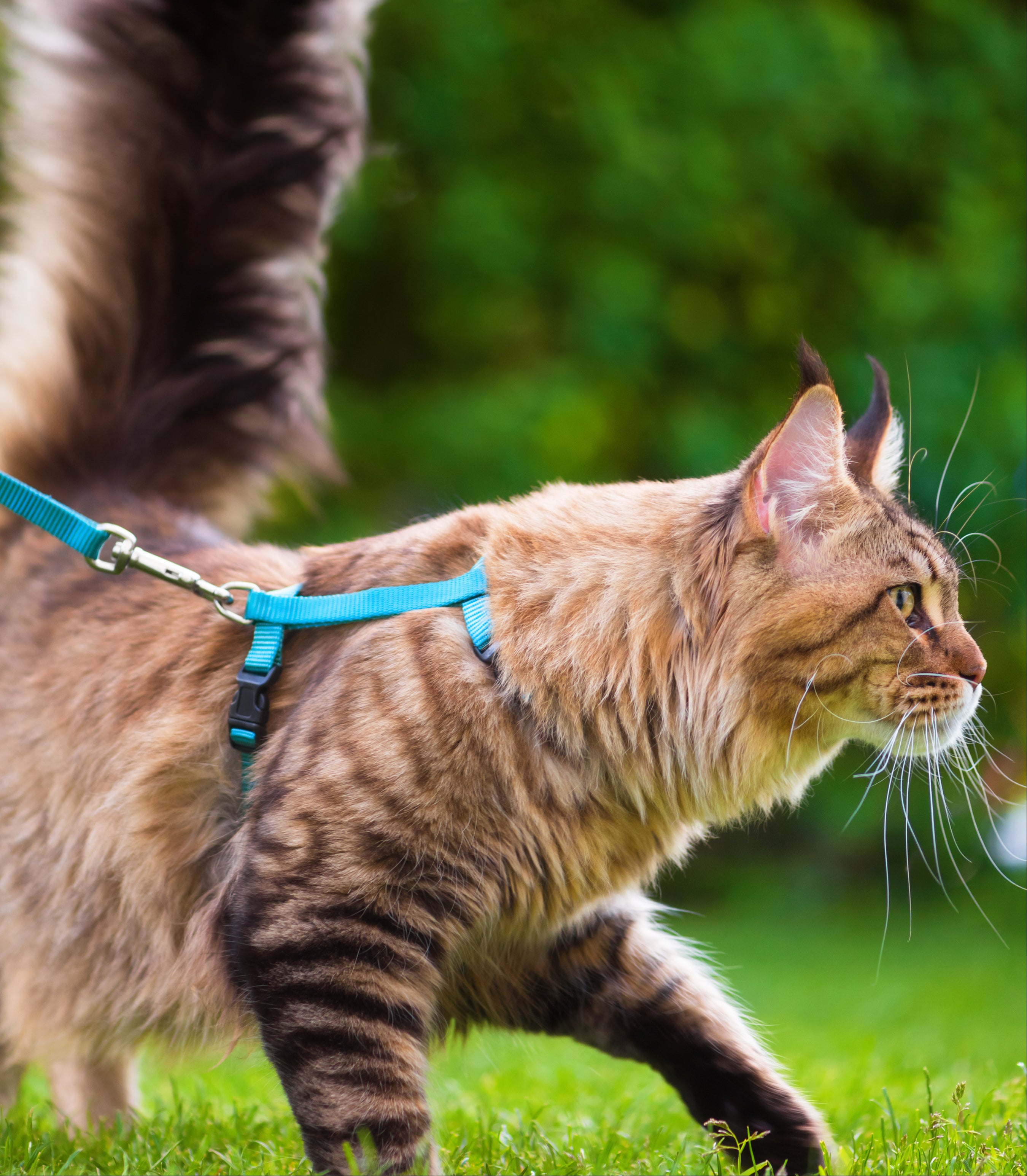 Cat — World 4 Pets