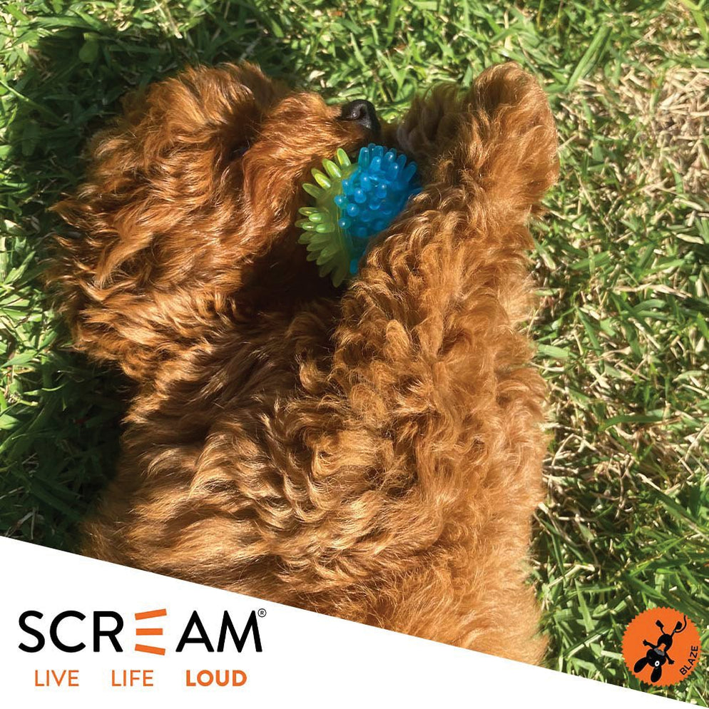 Scream Galaxy Ball — World 4 Pets