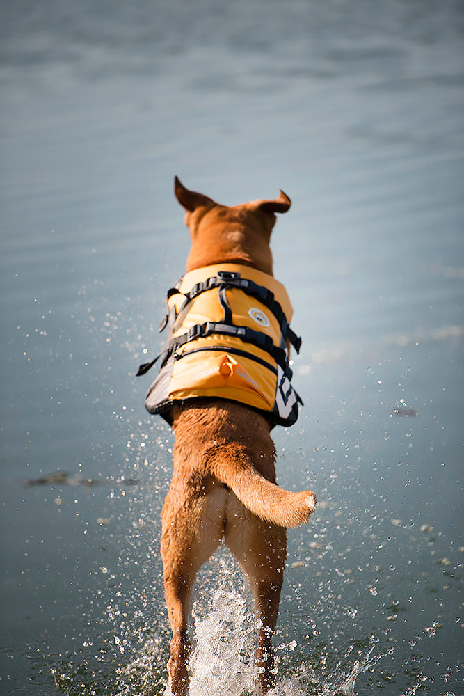 DFD (Dog Floatation Device) Vest — World 4 Pets