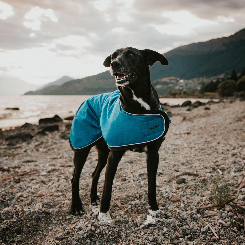 Dog Apparel — World 4 Pets